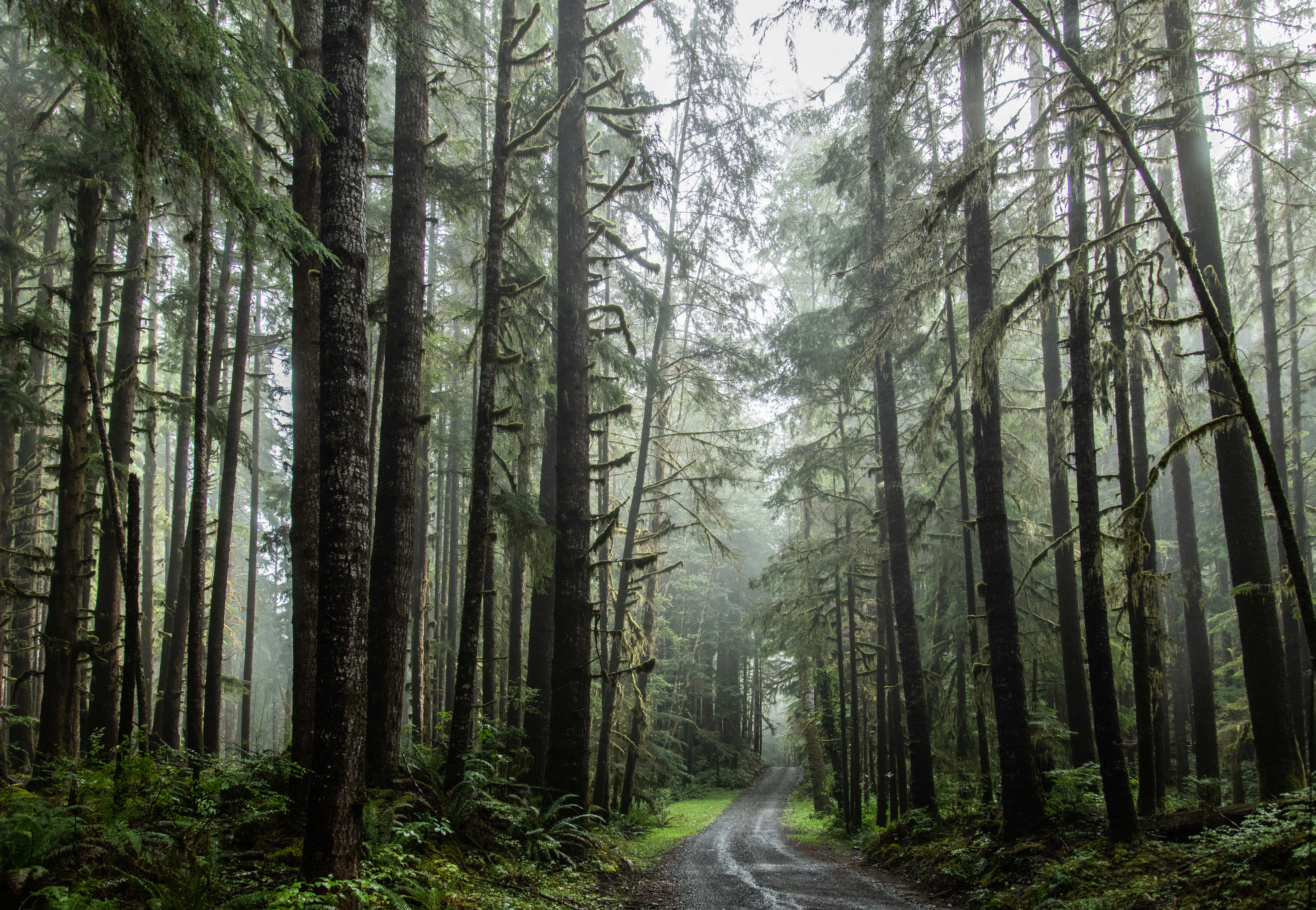 Upper Queets River Road – Allan J Jones Photo Blog