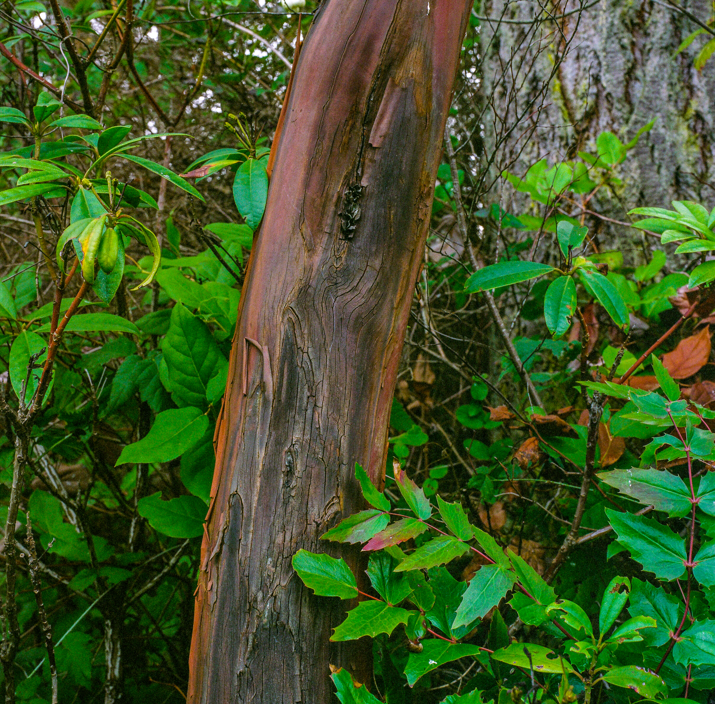 Madrone – Allan J Jones Photo Blog