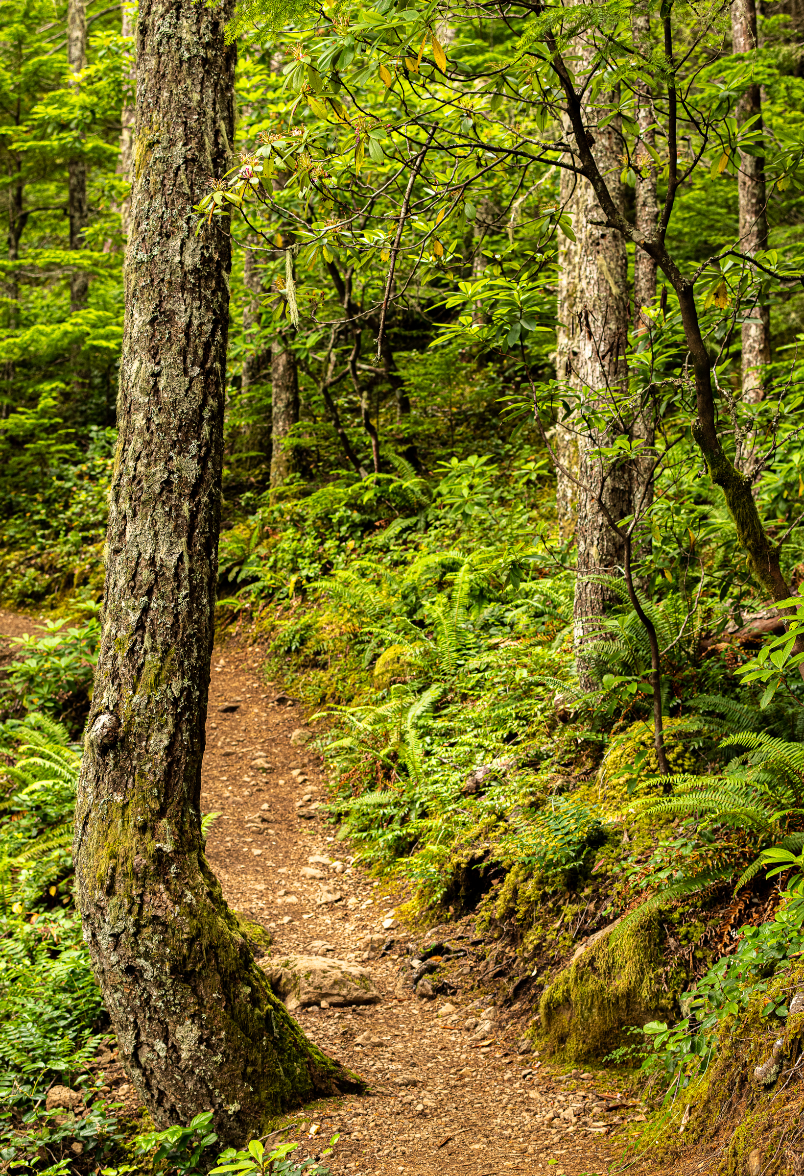 Mt Walker Trail – Allan J Jones Photo Blog
